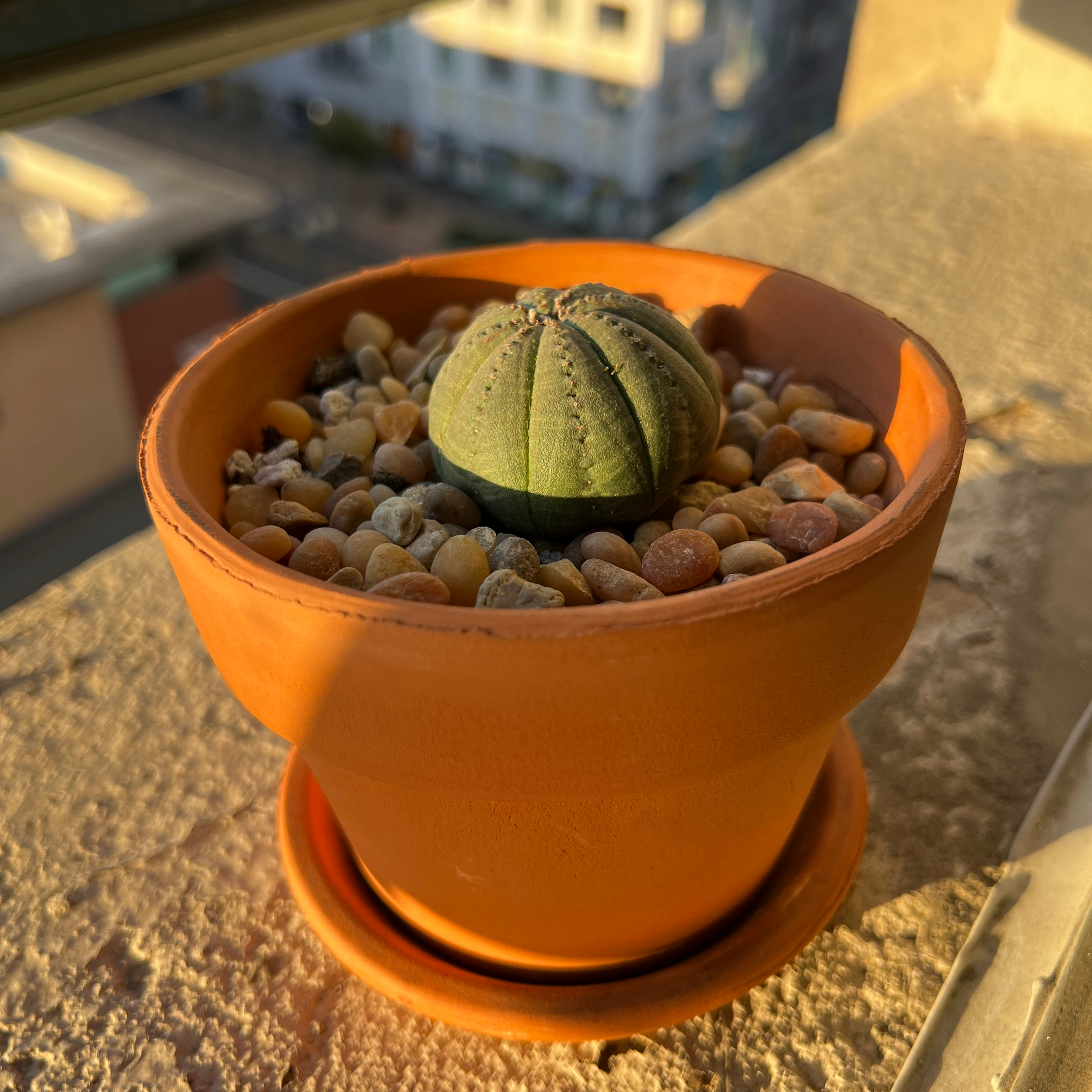 ⚾ 10 Advantages of Having a Baseball Plant