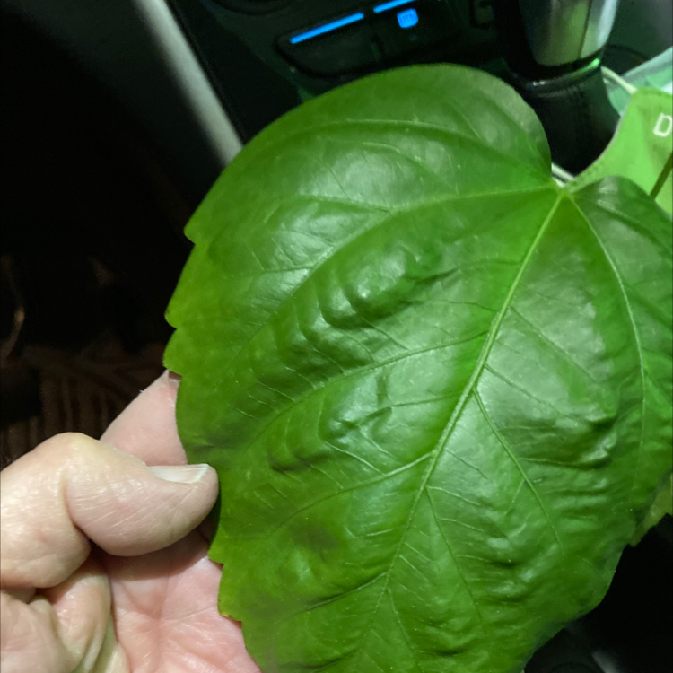 🔍 Diagnosing Chinese Hibiscus Root Rot