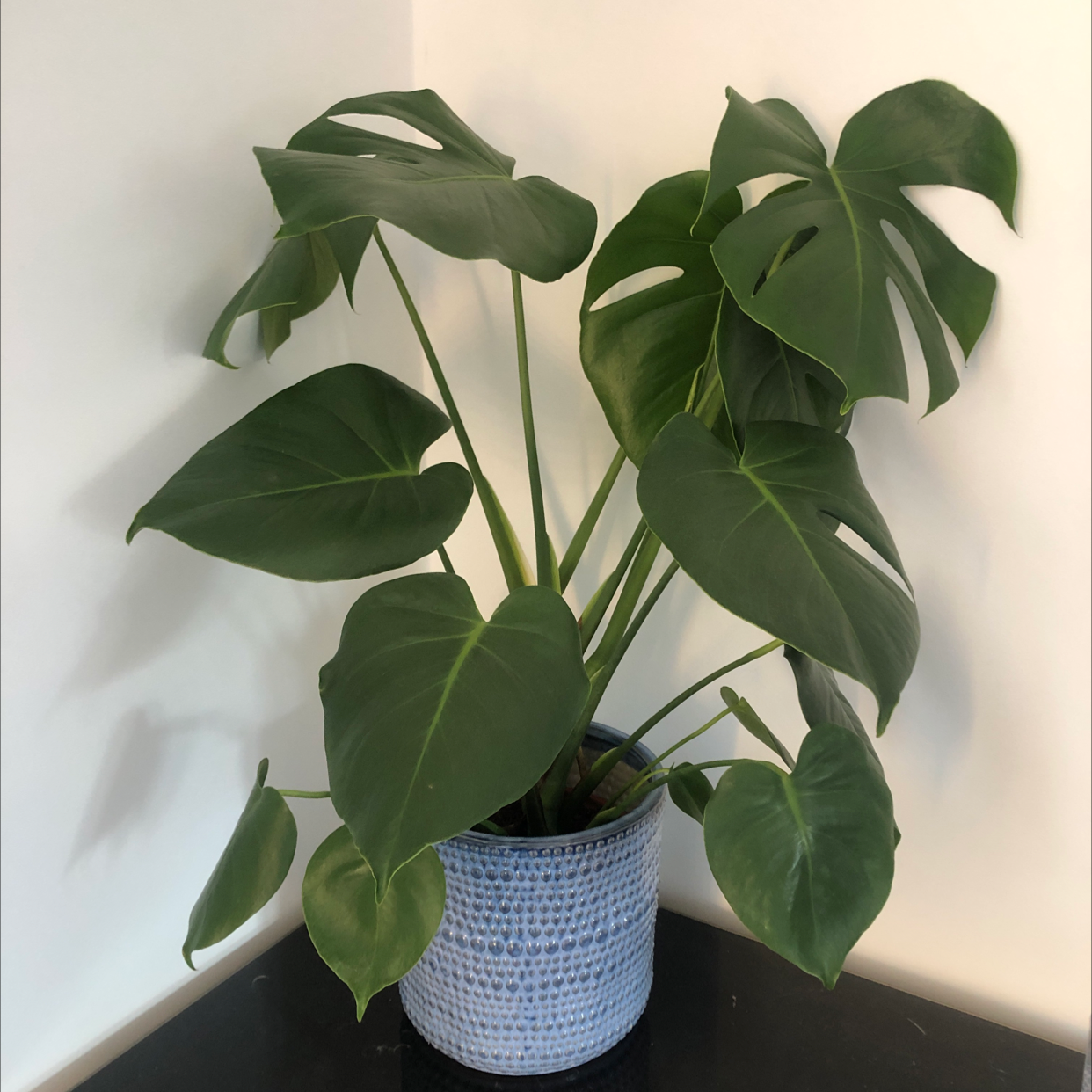 Monsteria | A plant by Menna on Greg