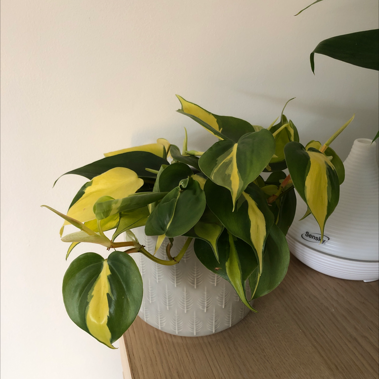 Orwell | A plant by Menna on Greg