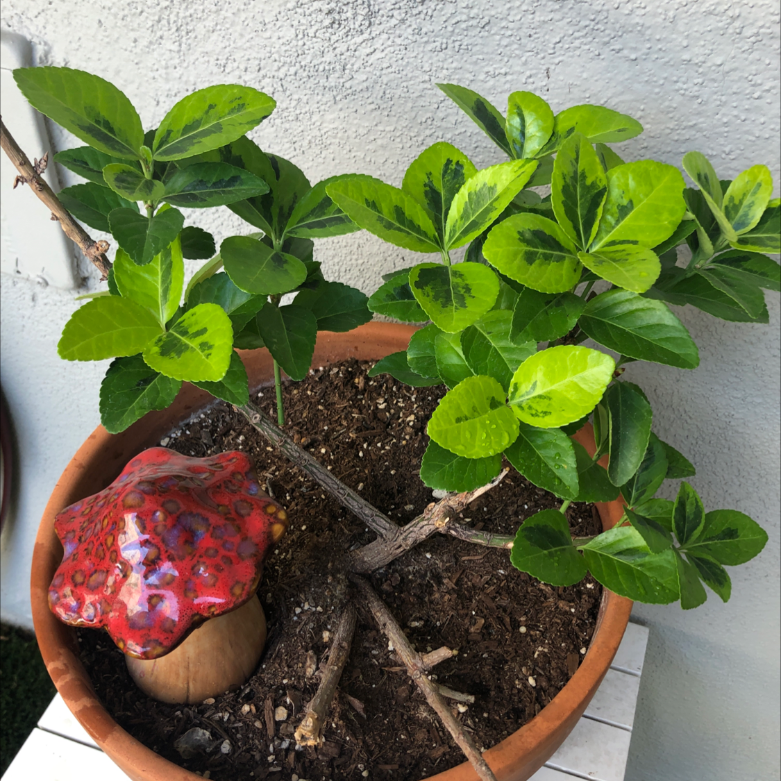 Propagating Your Japanese Spindle: Step-by-Step Guide