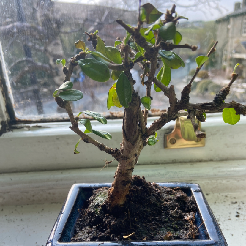 Why Are There Brown Spots on My Fukien Tea Tree?