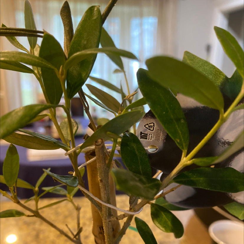 Olive Tree Root Rot Solutions