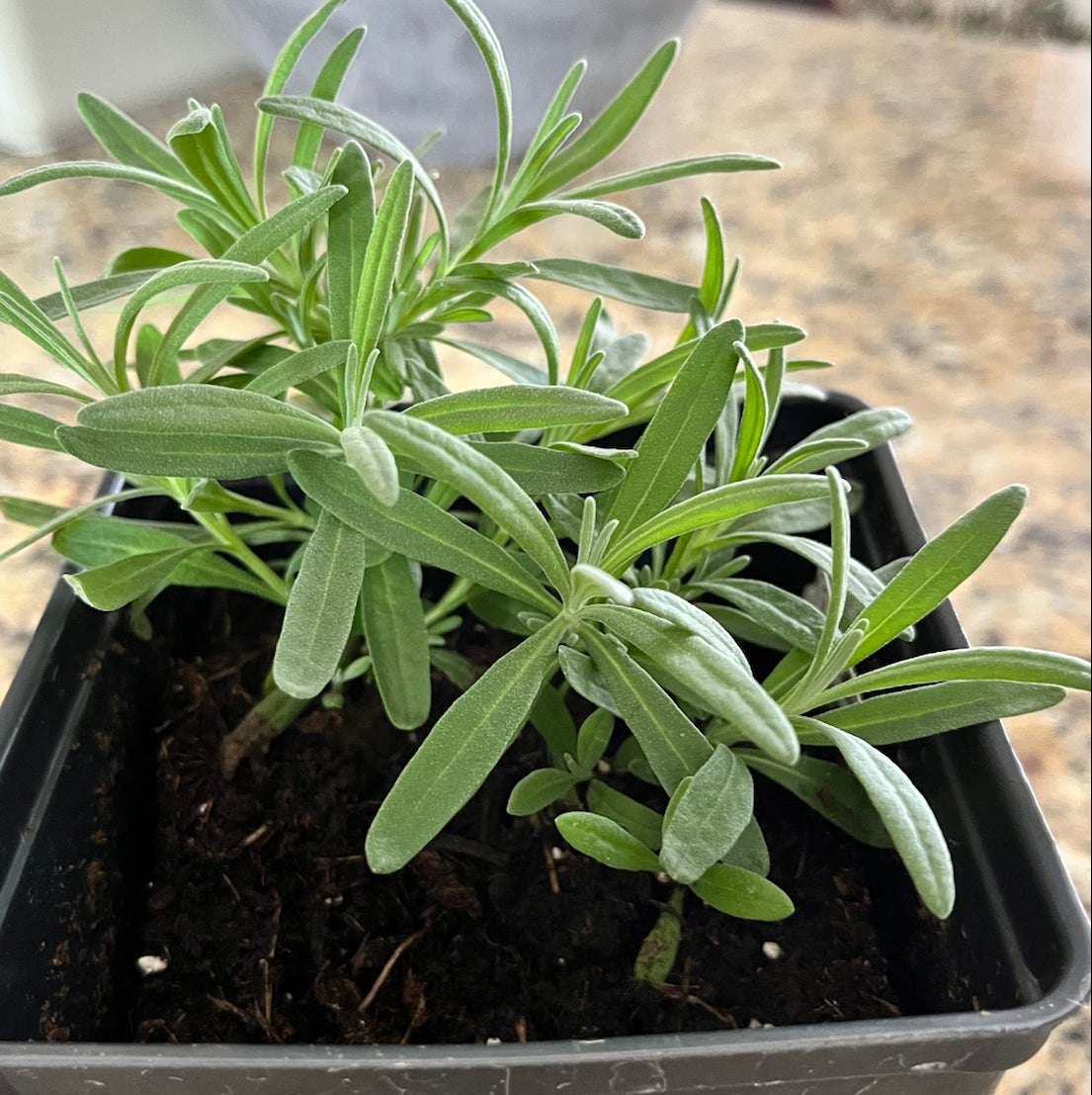 English Lavender Fertilizer: How and When to Use It