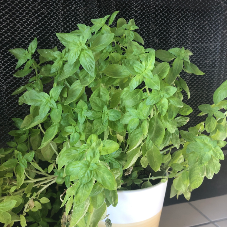 What To Do About Bugs on My Thai Basil? 🐛