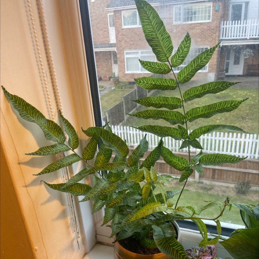 The Complete Golden Zebra Fern Plant Care Guide: Water, Light & Beyond