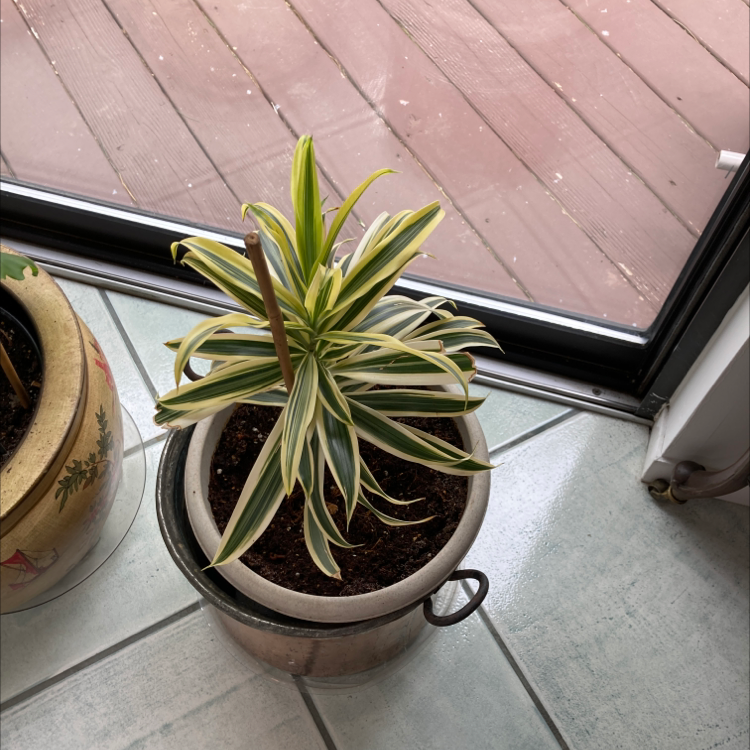 10 Advantages Of Having A Song Of India