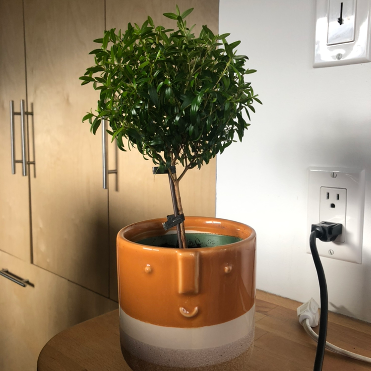 How to Get a Common Myrtle to Bloom