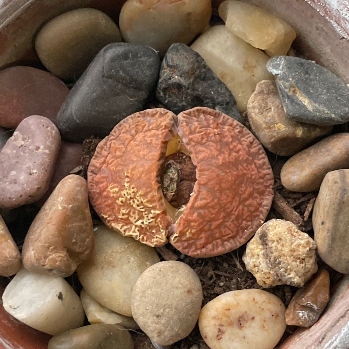 Why Are There Brown Spots on My Split Rock Leaves?