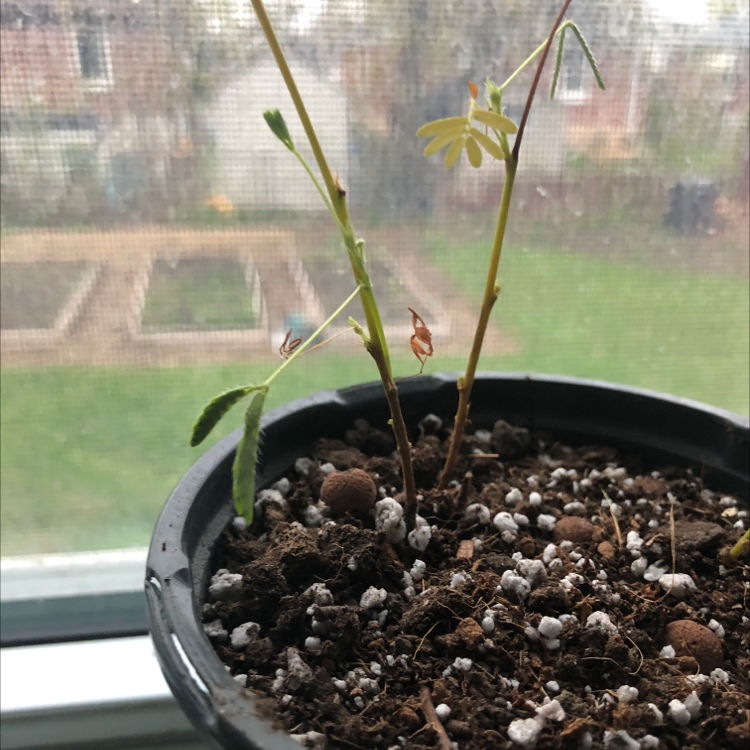 🤚 Why Are There Brown Spots on My Sensitive Plant Leaves?