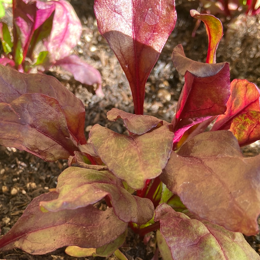 🥔 Why Are There Brown Spots on My Common Beet?