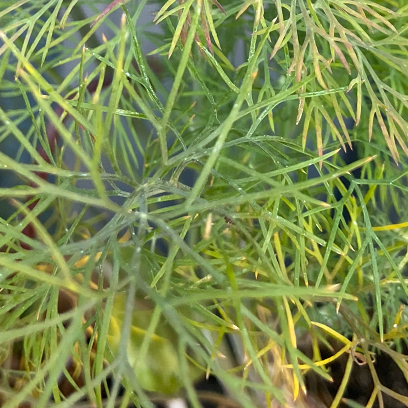 What Do I Do About common fennel root rot?