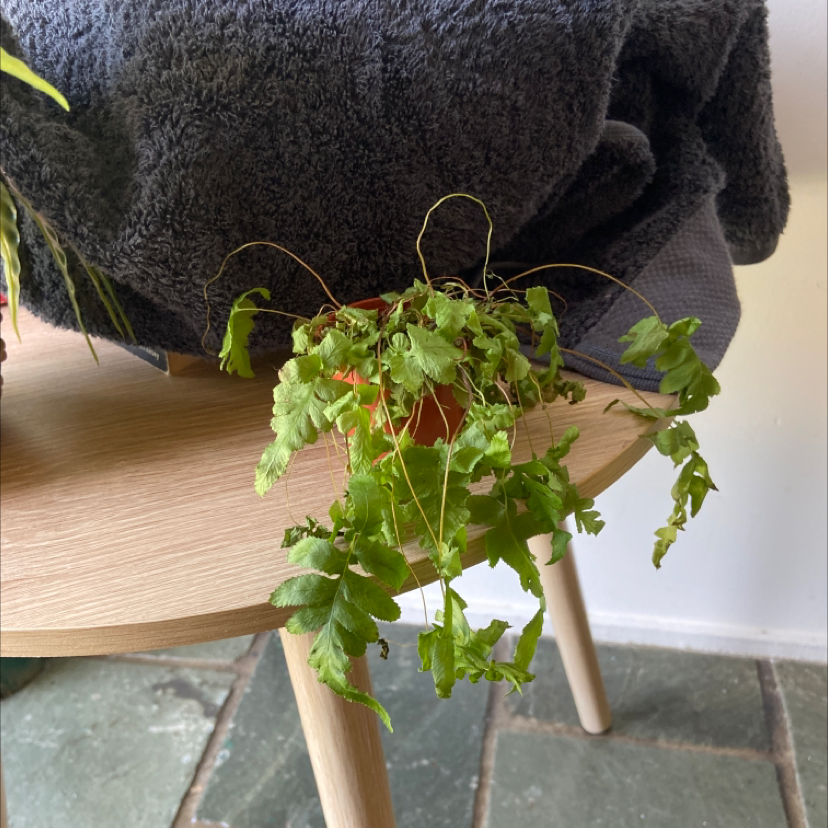 Propagating My Northern Maidenhair Fern: Step-by-Step Guide