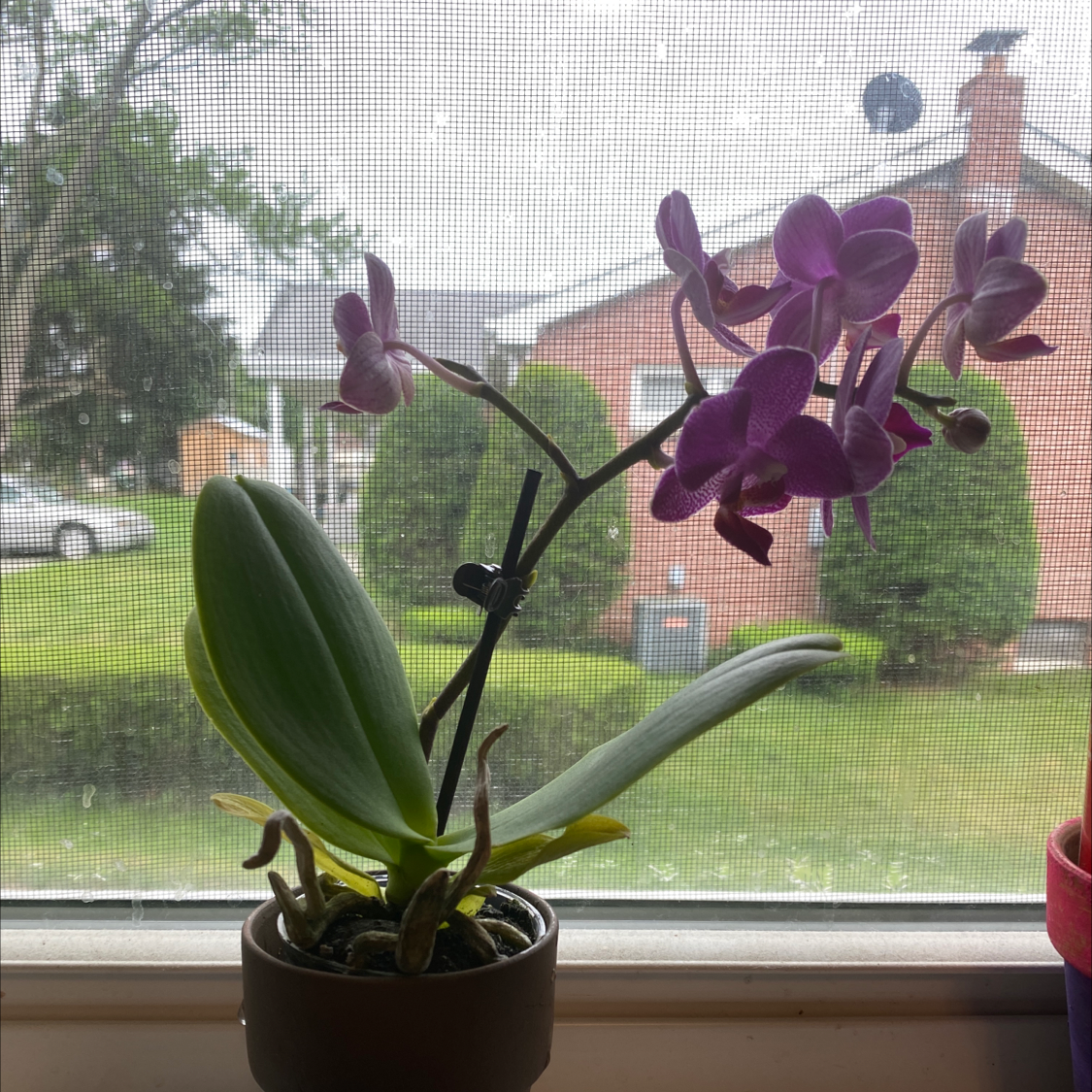 😔 Why Are My Mini Phalaenopsis Orchid Leaves Droopy?