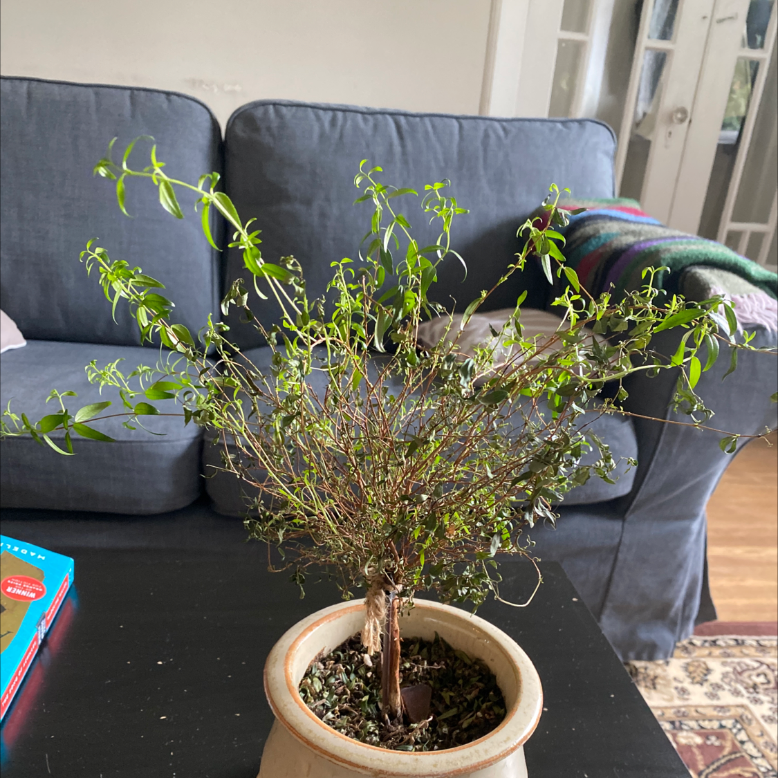 Why Are There Brown Spots on My Common Myrtle Leaves?