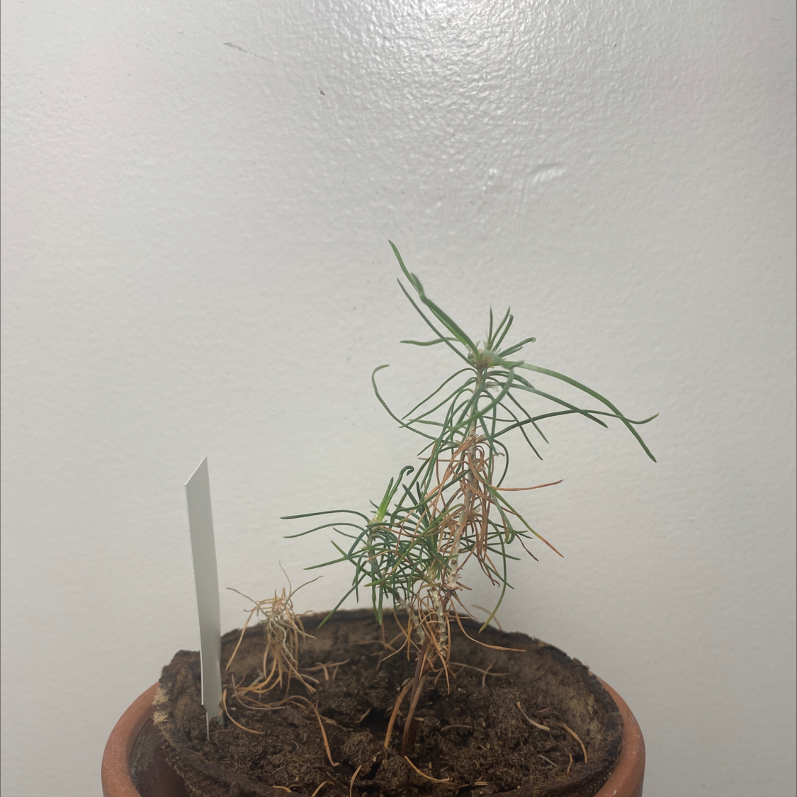 Common Japanese Black Pine Problems