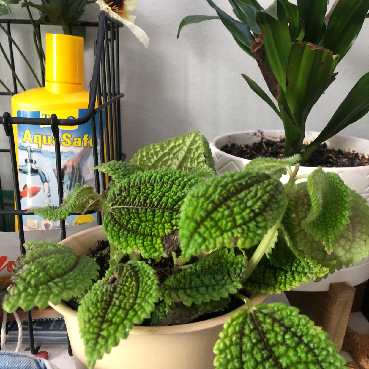 How Much Humidity Does My Friendship Plant Need?