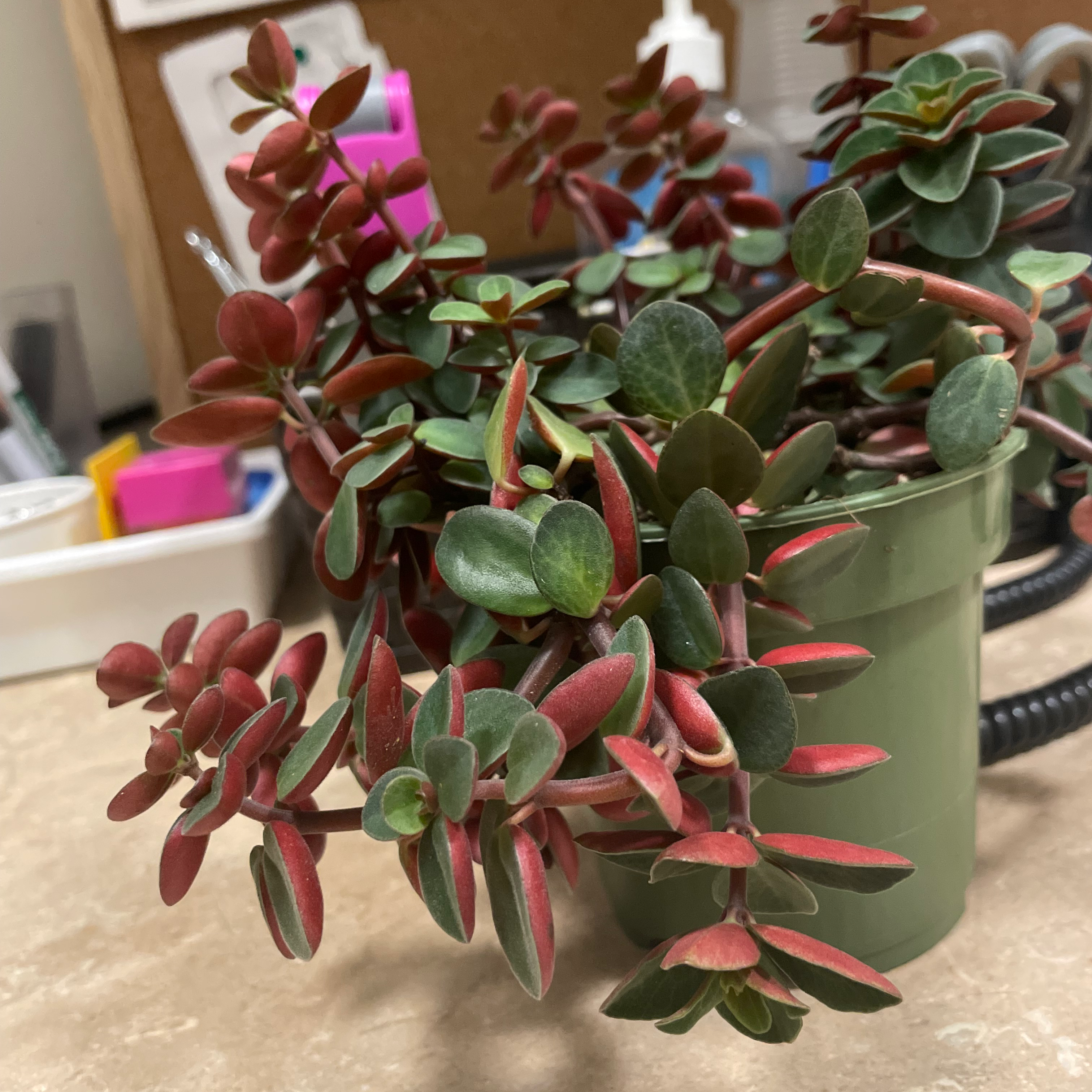 Why Are My Peperomia Red Log Leaves Falling Over?