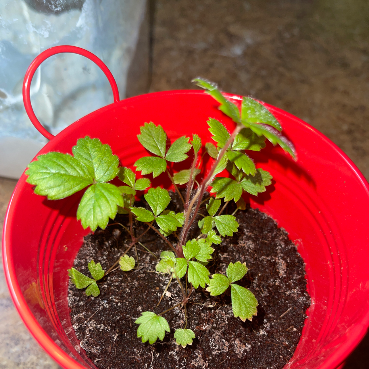 Propagating Mock Strawberry: The Ultimate Guide