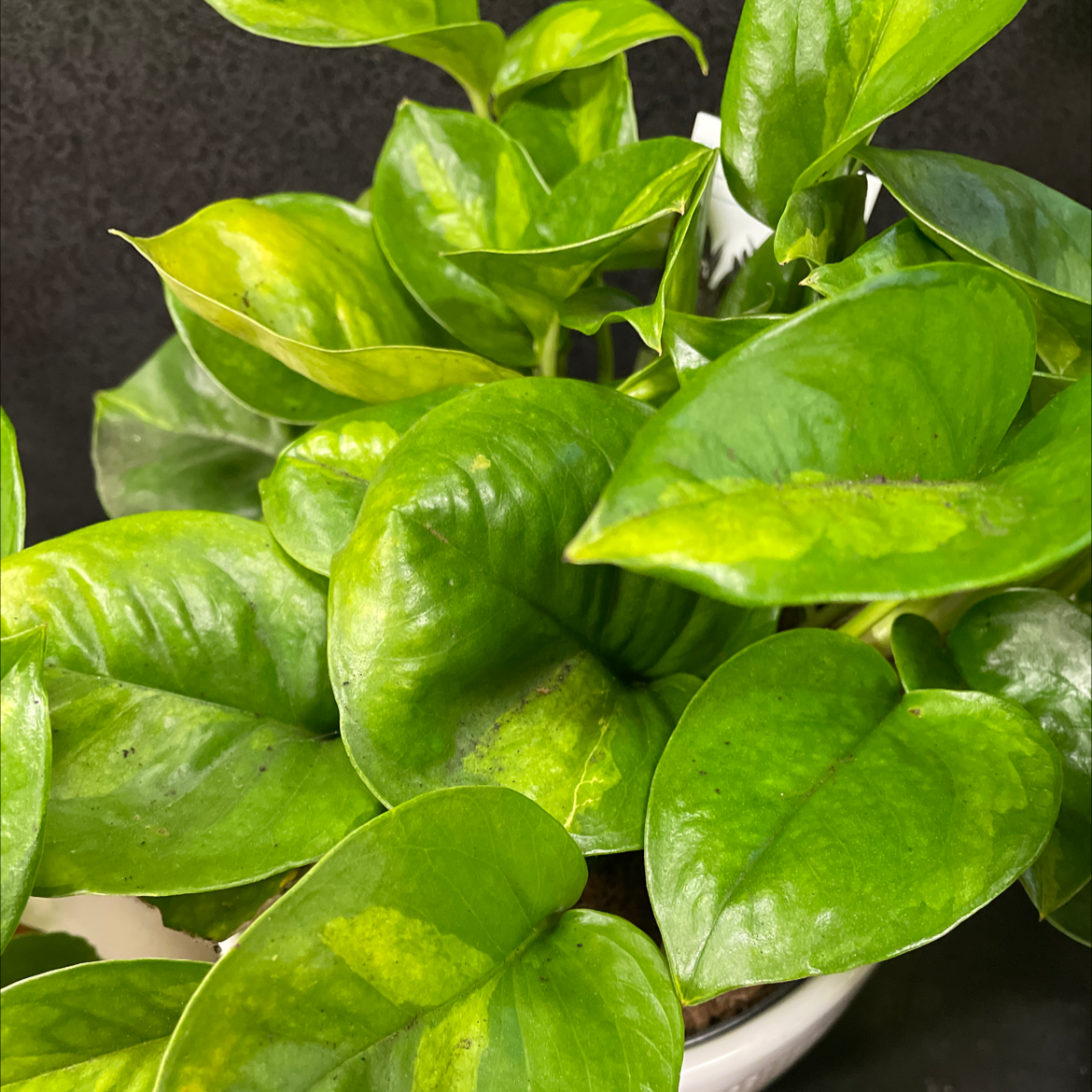 Why Are the Leaves on My Global Green Pothos Turning Yellow?