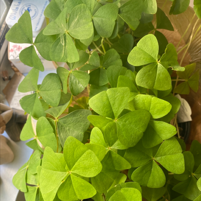 10 Advantages of Having a Pink-Sorrel