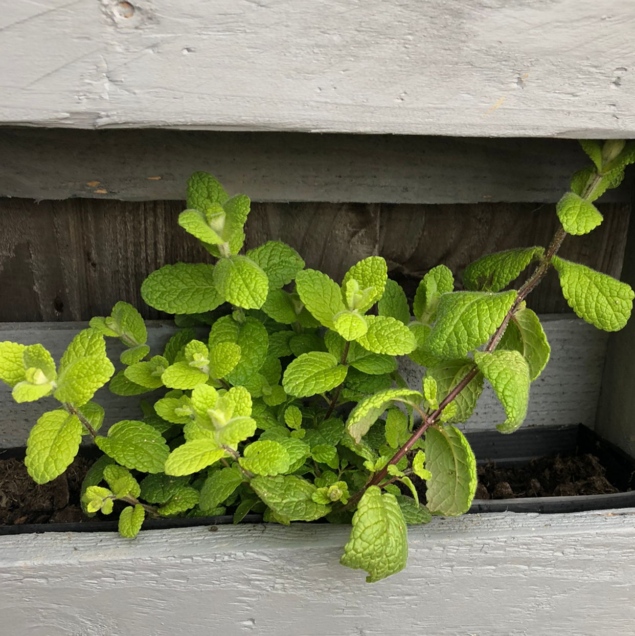 🍏 10 Benefits of Having a Apple Mint