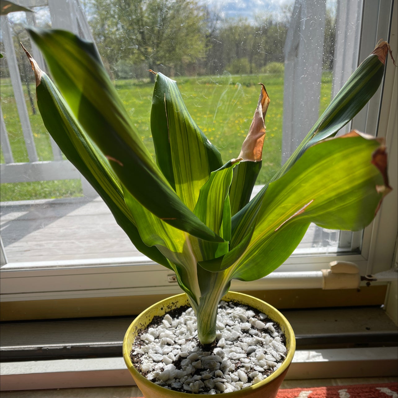 Propagating Spider Lily: The Ultimate Guide