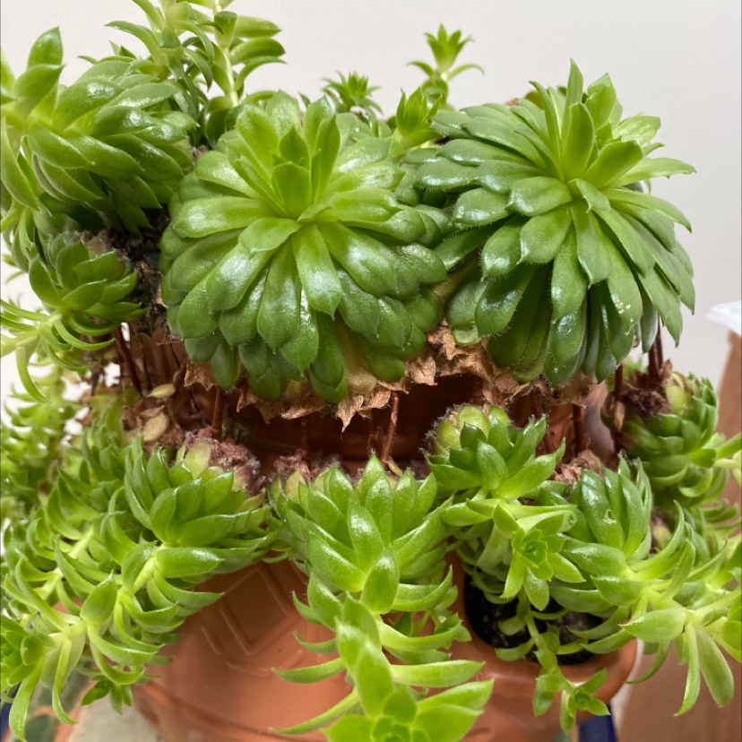 What Are The Bugs on My Cobweb Hens and Chicks? 🐛