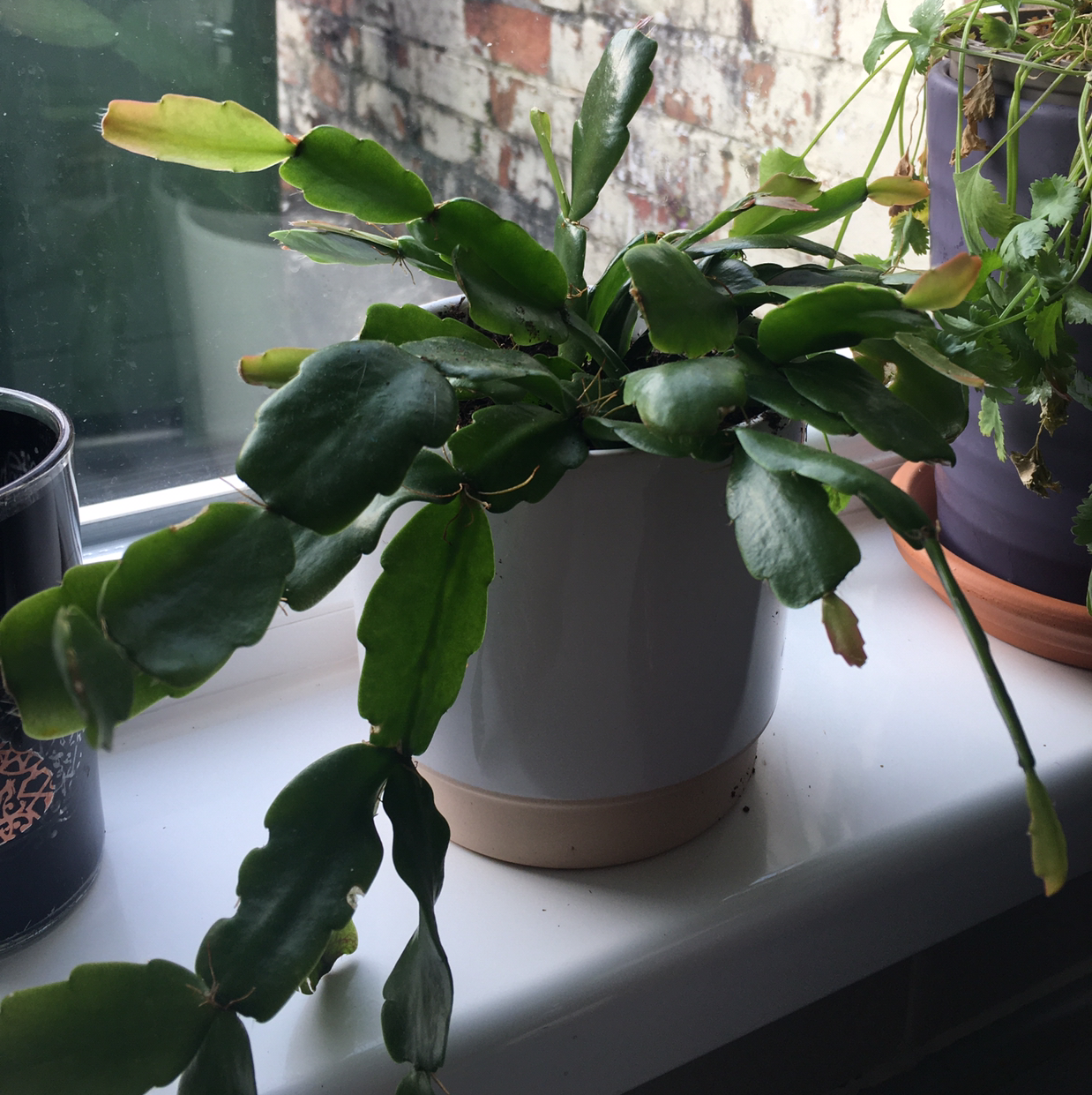 What Should I Do When Christmas Cactus Leaves Turn Yellow?