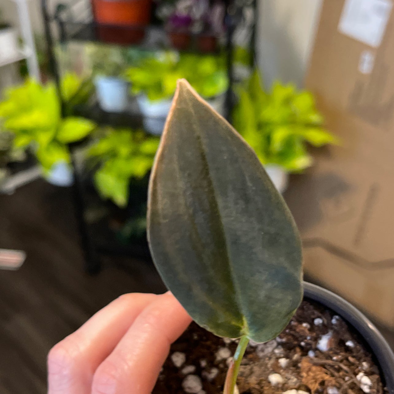 Diagnosing philodendron gigas root rot