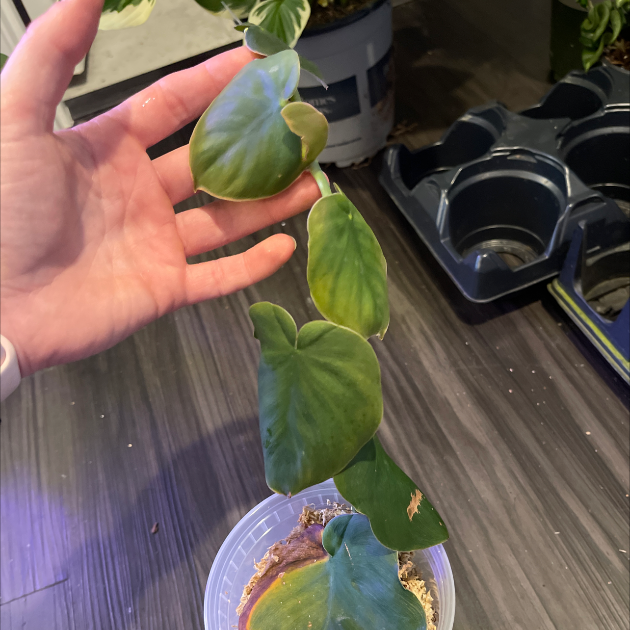 Philo. Werneri 'mini' Plant Care: Water, Light, Nutrients | Greg App 🌱