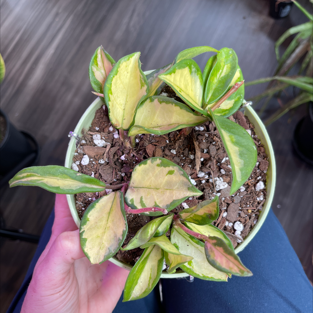 💧 Why Are My Exotic Hoya Leaves Mushy?