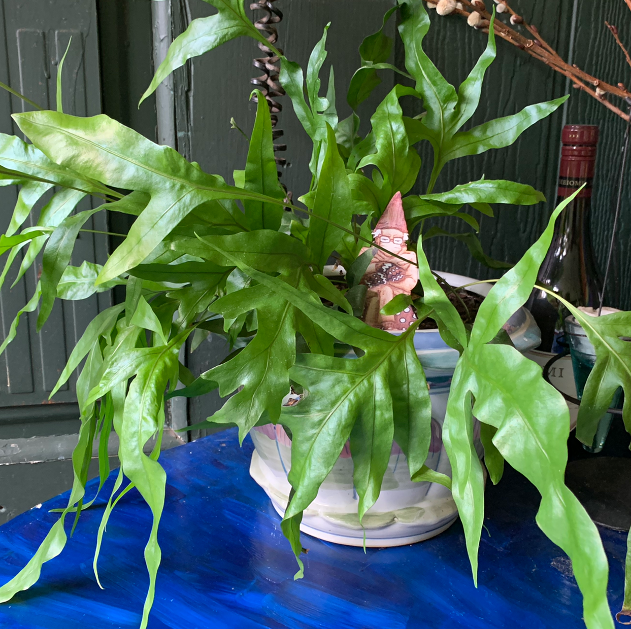 Blue Star Fern - Ultimate Guide to Fertilizing