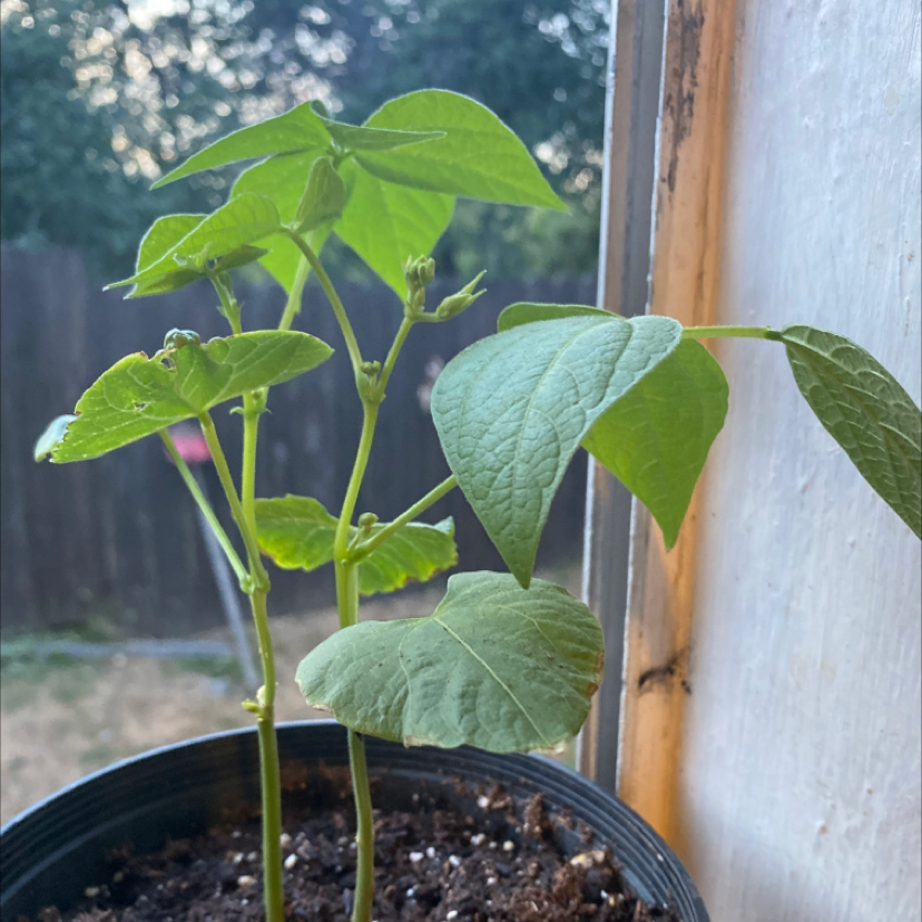 How Do I Cure common bean root rot?