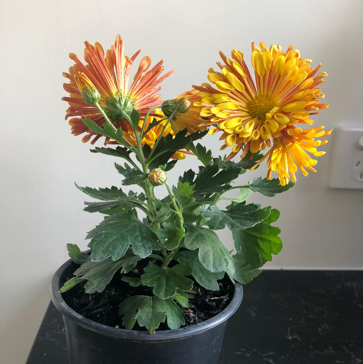 Best Soil Potting Mix for Giant Crego Aster