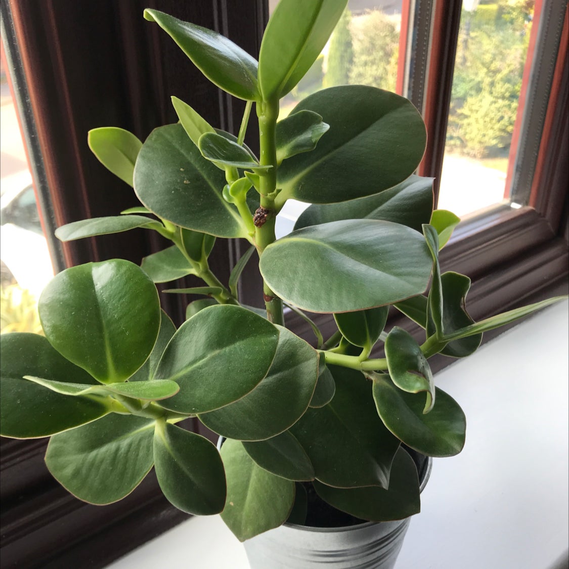 The Complete Autograph Tree Plant Care Guide: Water, Light & Beyond