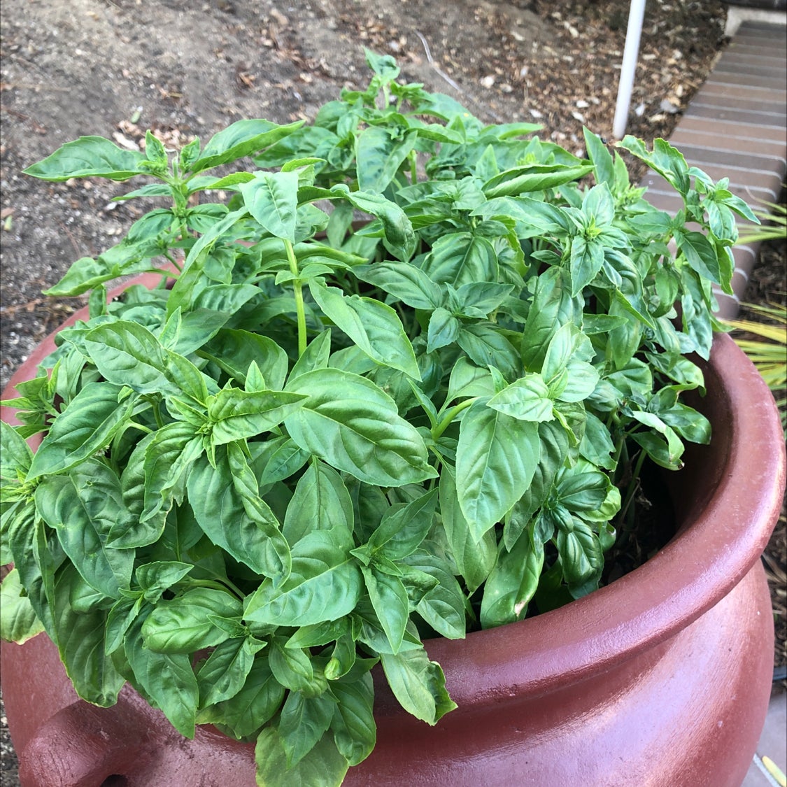 Why Are My Thai Basil Leaves Droopy? 💧