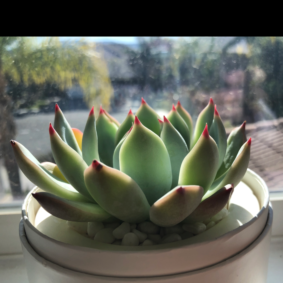 🌙 Propagating My Moonstone: Step-by-Step Guide