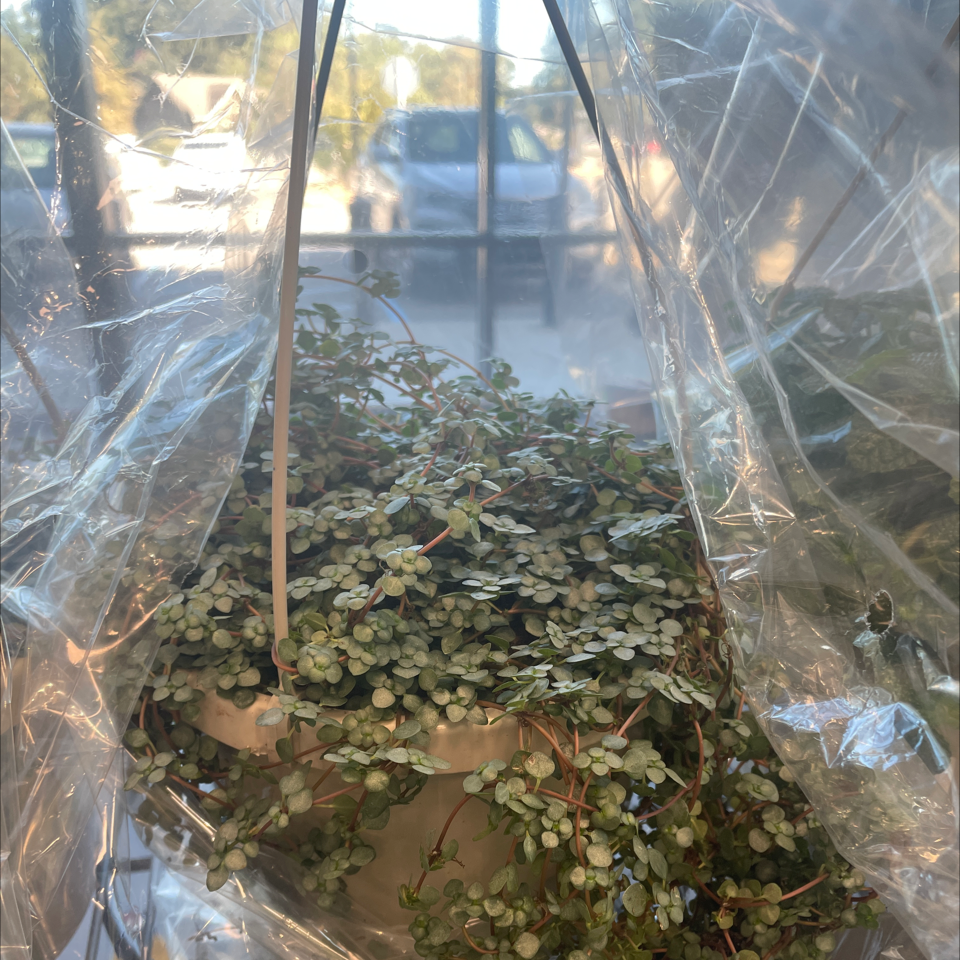 Pilea 'Aquamarine' - Ultimate Guide to Fertilizing