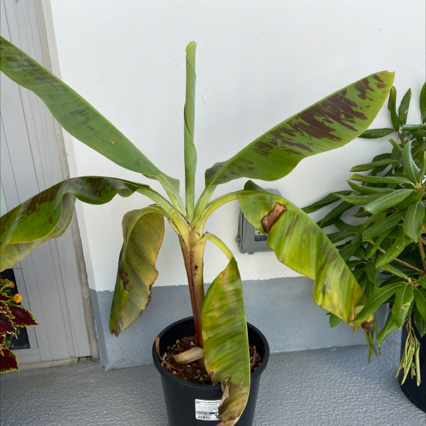 🍌 Common Banana Problems