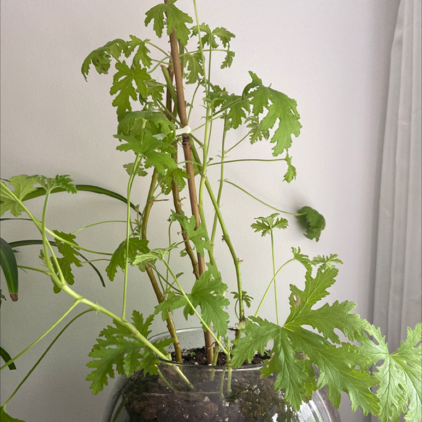 Propagating Your Sweet Scented Geranium: Step-by-Step Guide