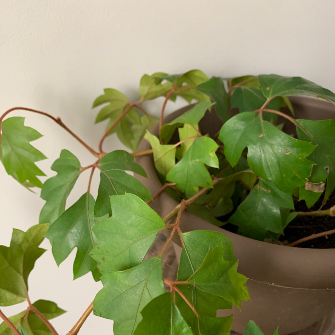 How to Propagate Your Grape Ivy