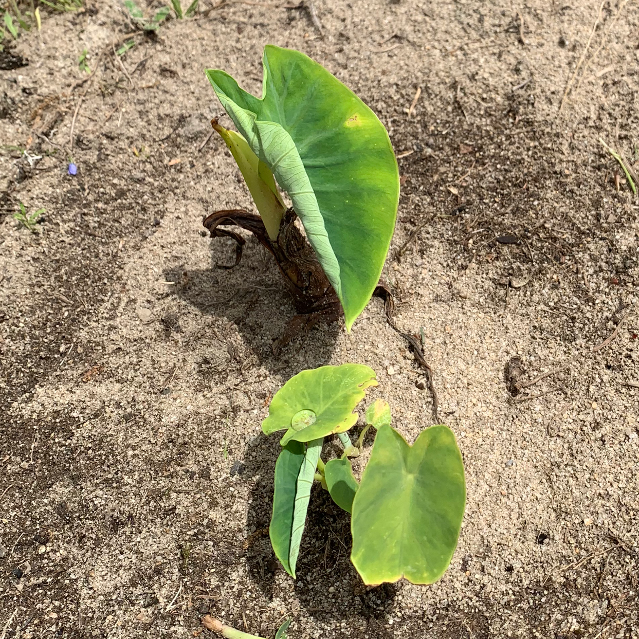 How Can You Tell If An Arrowleaf Elephant Ear Is Dying?