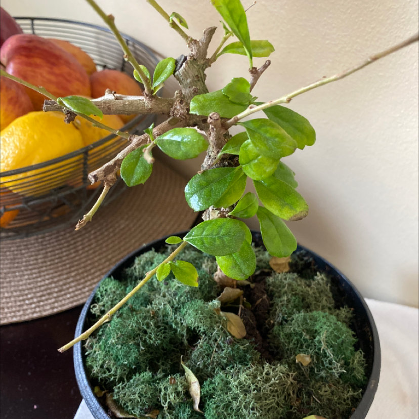10 Benefits of Having a Fukien Tea Tree