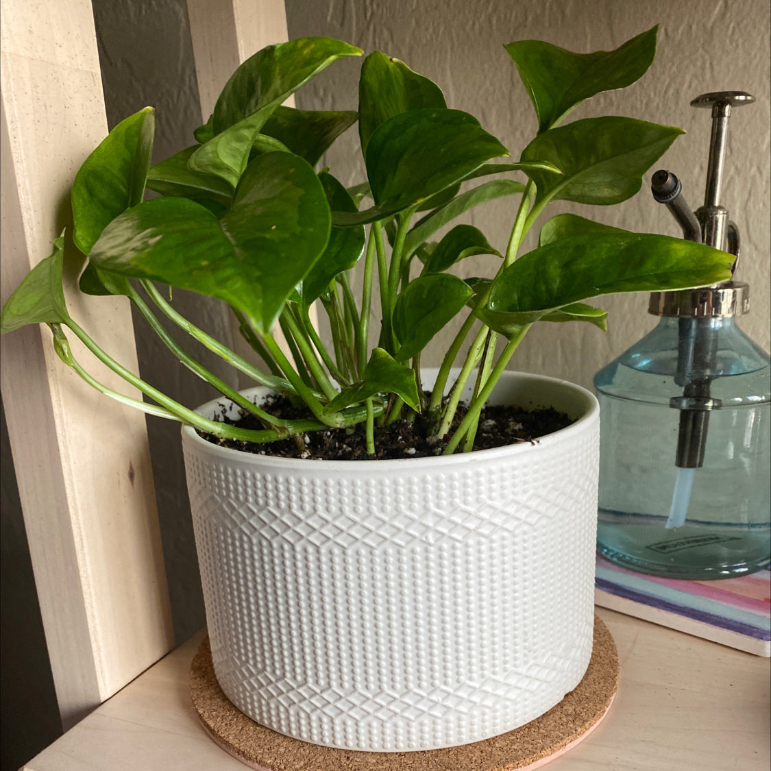 Emerald Pothos: How Much Water & Light Does it Need to Thrive?