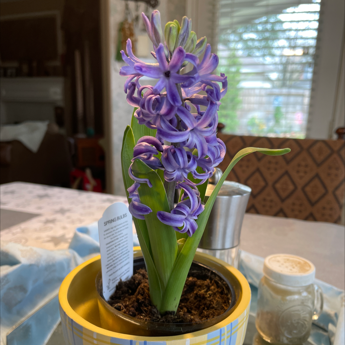 How Should Garden Hyacinth Be Cut Back?