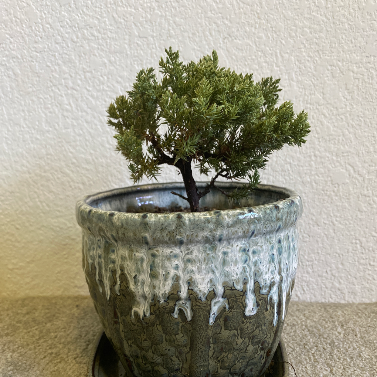 Propagating American Juniper: Step-by-Step Guide