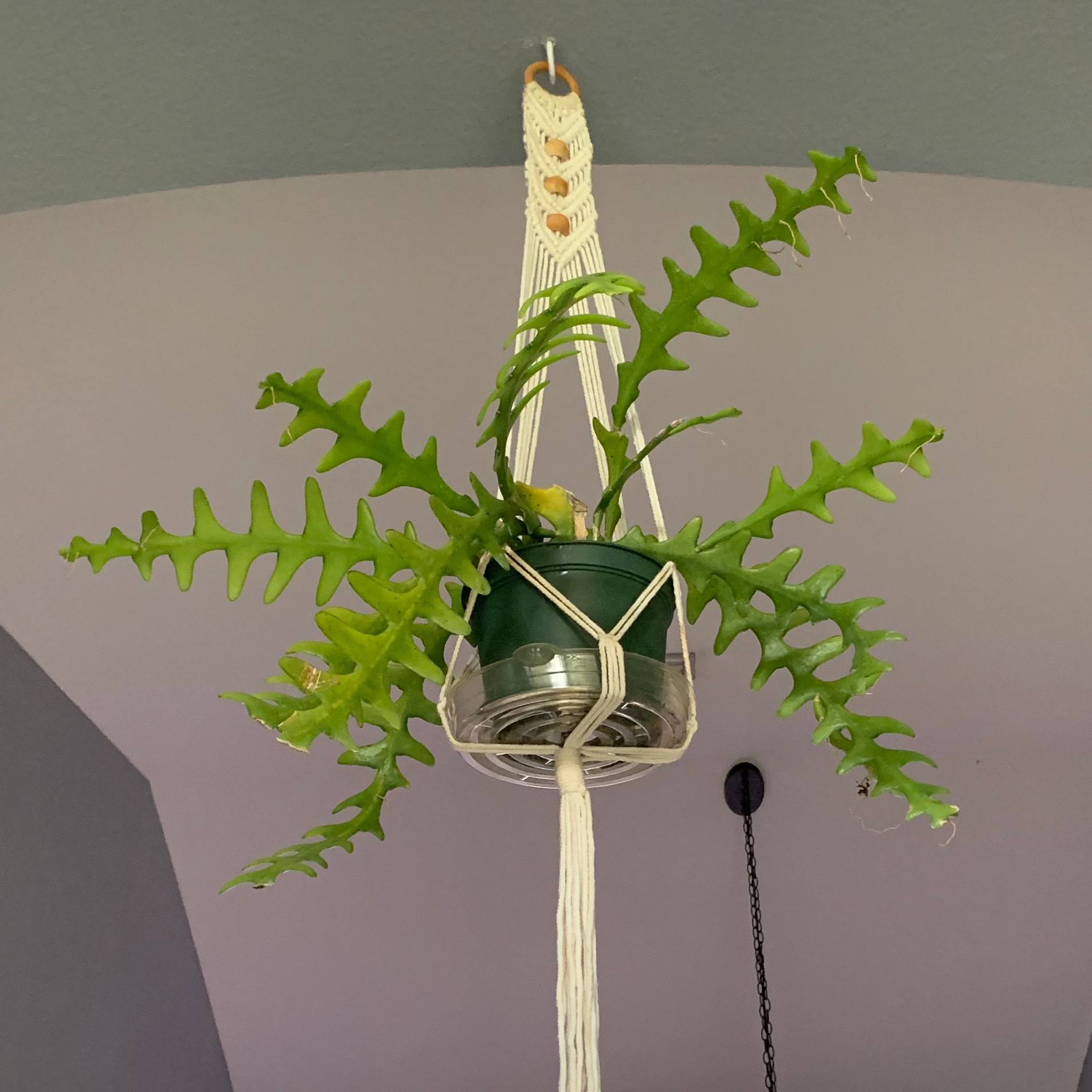 🐟 Propagating Your Fishbone Cactus: Step-by-step Guide