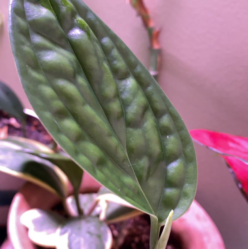 Green Galaxy Monstera Care 101: Water, Light & Growing Tips