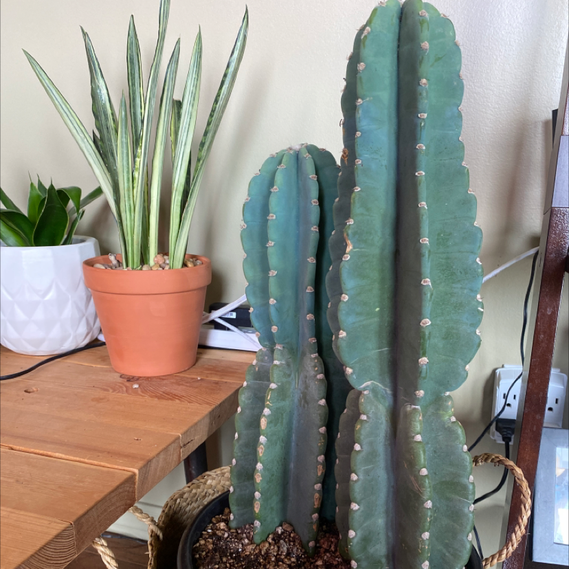 🌡 What Temperature Should My Peruvian Apple Cactus Be Kept At?